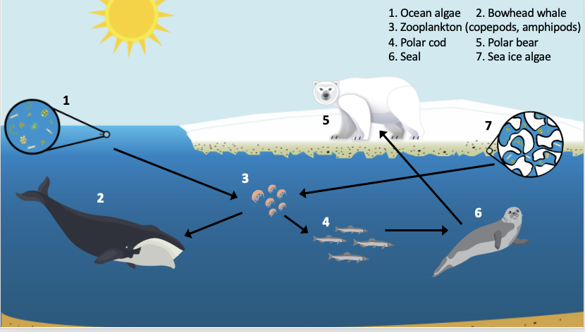Tracing Carbon Through the Arctic Food Web | Data Puzzles